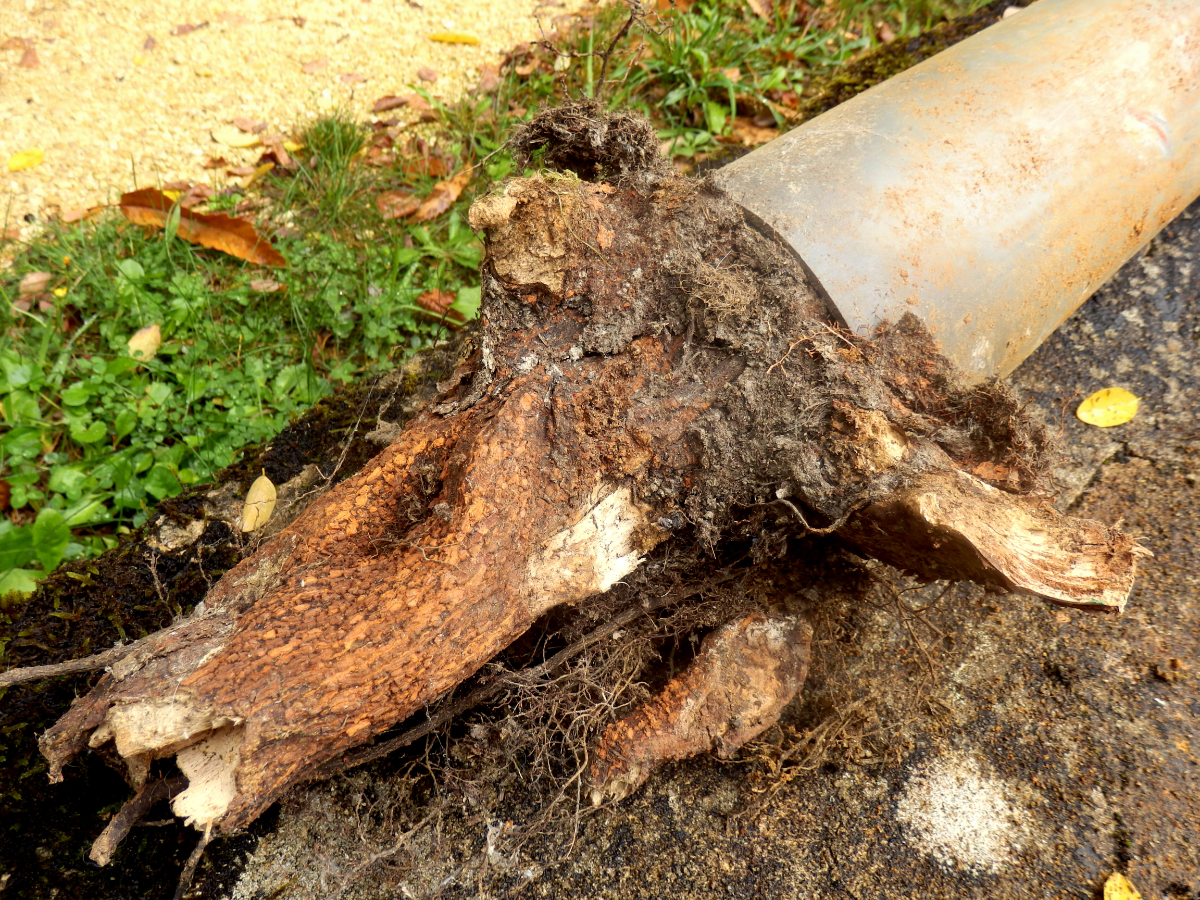 6 Ways to Kill Tree Roots in Sewer Lines | Mister Greenway Nashville